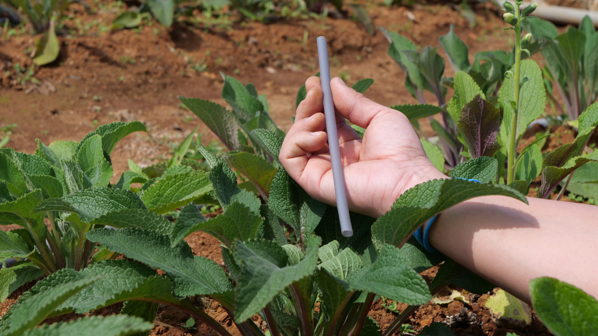5 Reasons Why You Should Use The Happy Turtle Straw over Plastic Straws ...