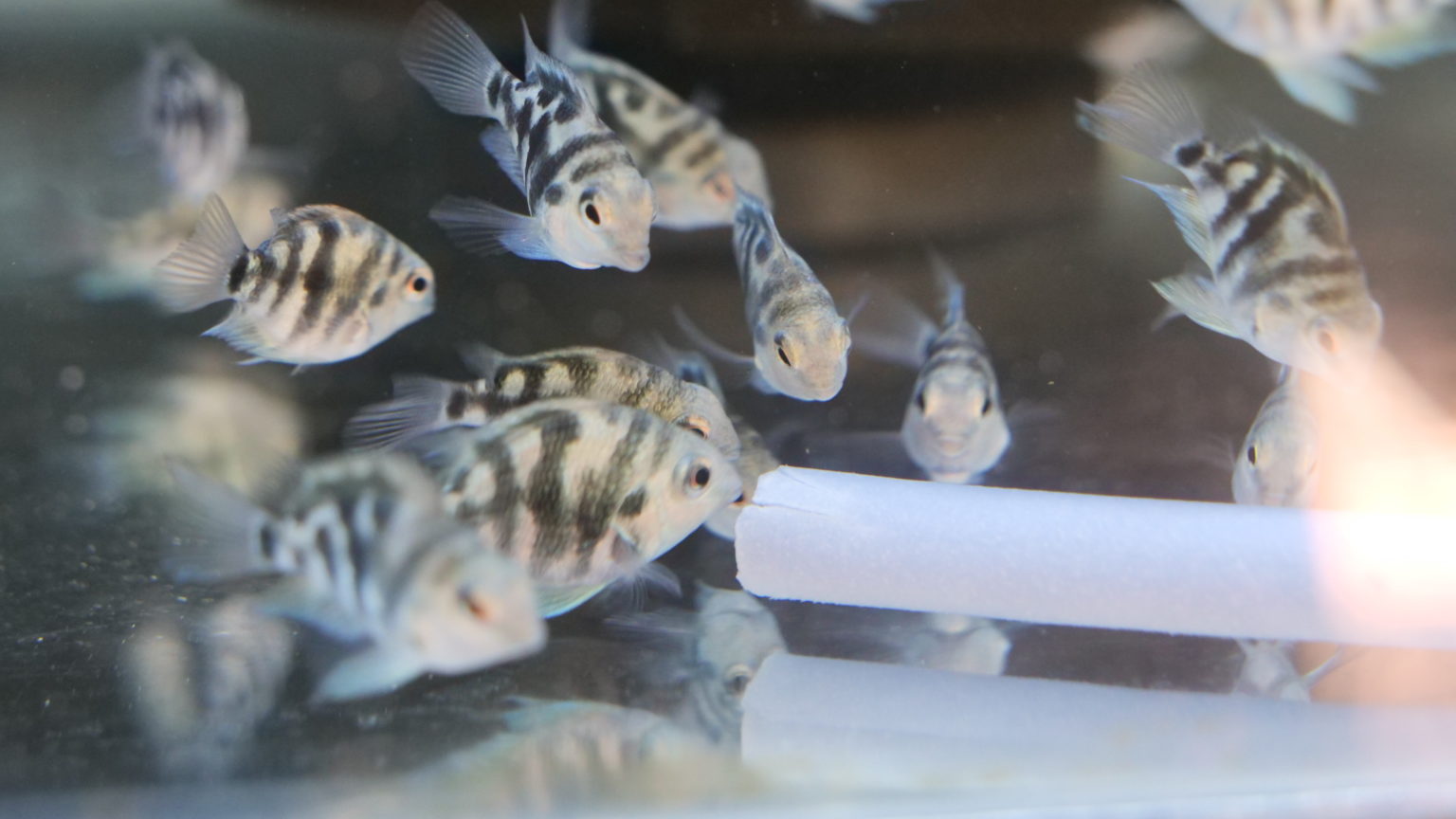 5 Reasons Why You Should Use The Happy Turtle Straw over Plastic Straws ...