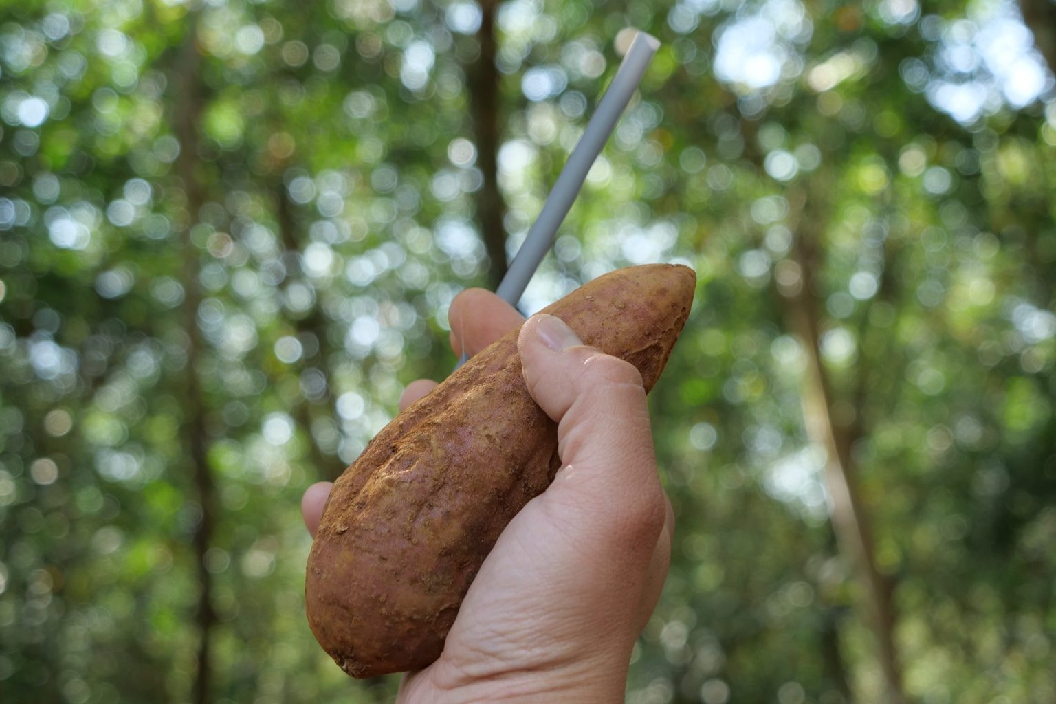 The Innovative Tech That Powers The Happy Turtle Straw - The Happy Turtle Straw