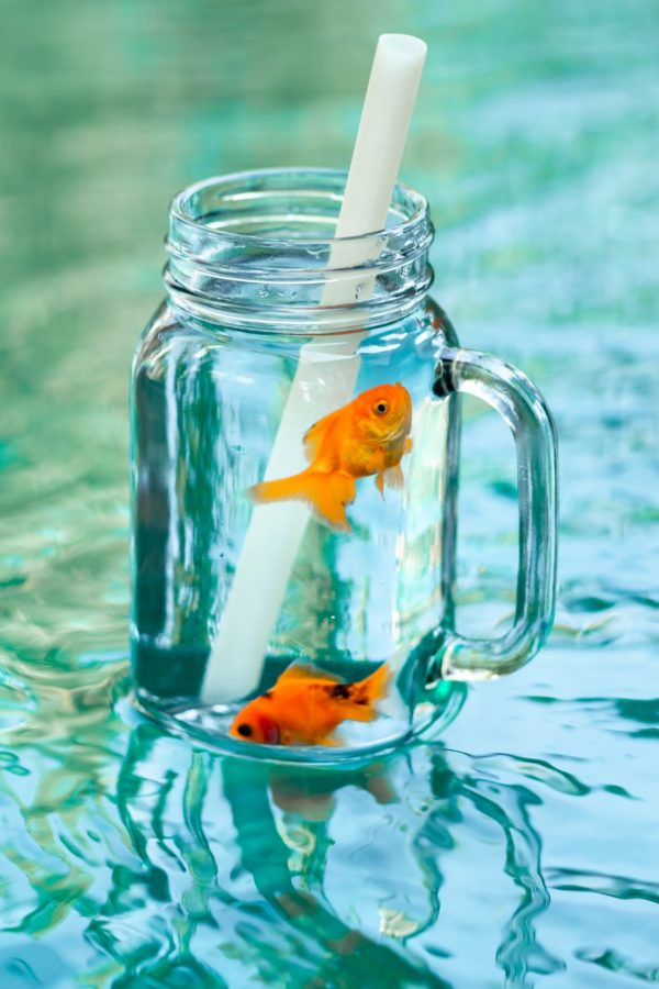 Strategies For Ocean Conservation - The Happy Turtle Straw