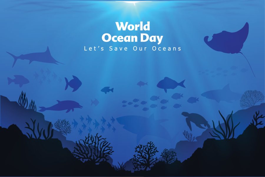 Strategies For Ocean Conservation - The Happy Turtle Straw