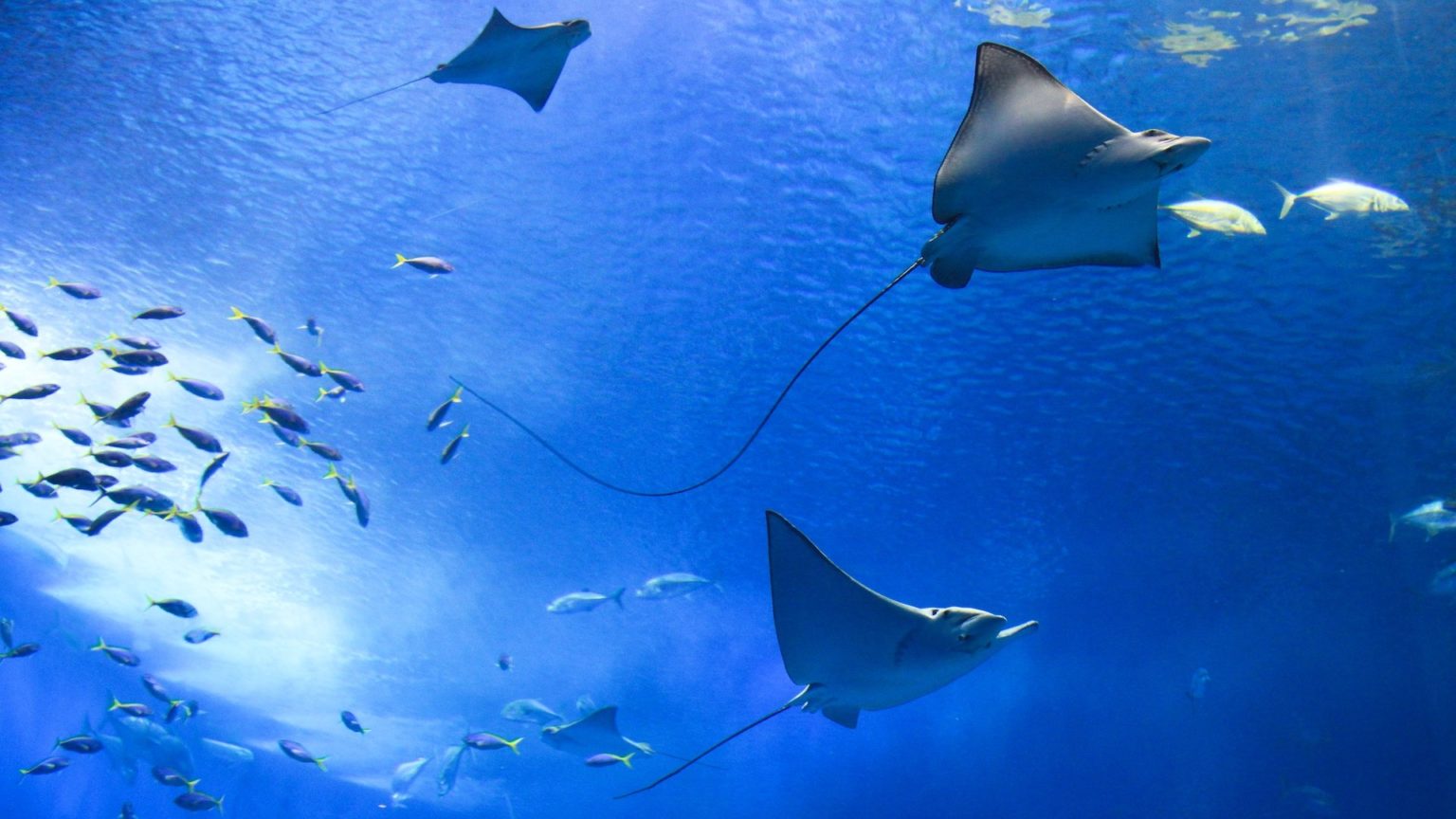 Impacts Of Ocean Pollution On Marine Life: How Animals Are Affected ...