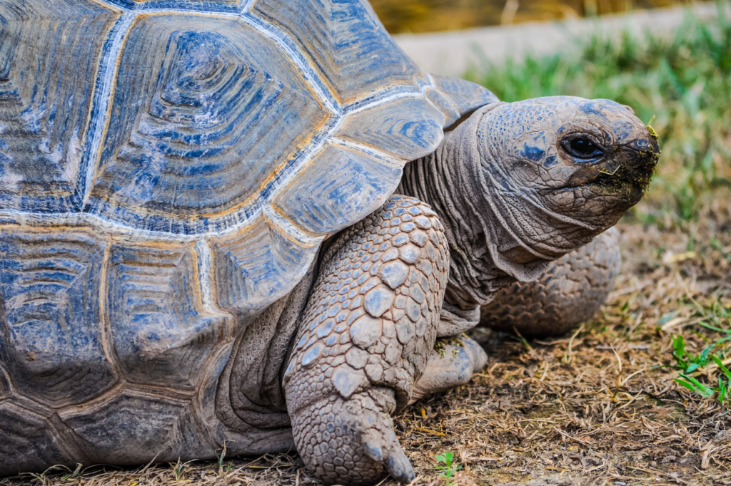 How Tortoises Contribute to Reforestation - The Happy Turtle Straw