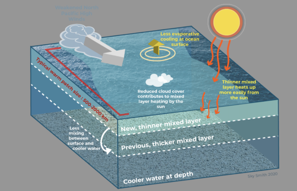 Marine Heatwaves and Their Effects on Our Oceans - The Happy Turtle Straw