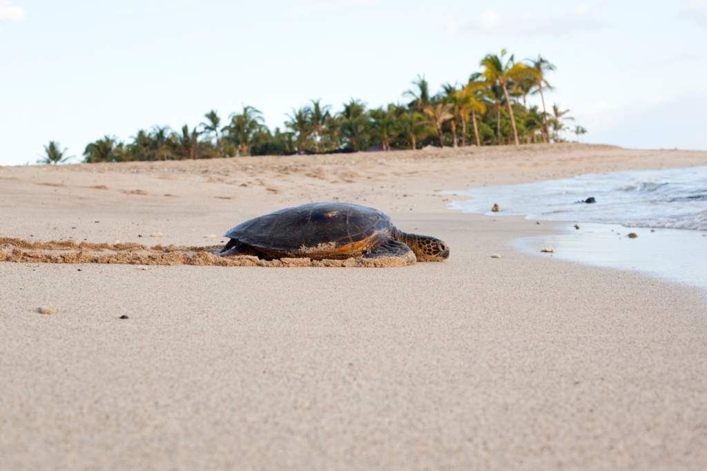 How Sea Level Rise is Dangerous for Turtles - The Happy Turtle Straw