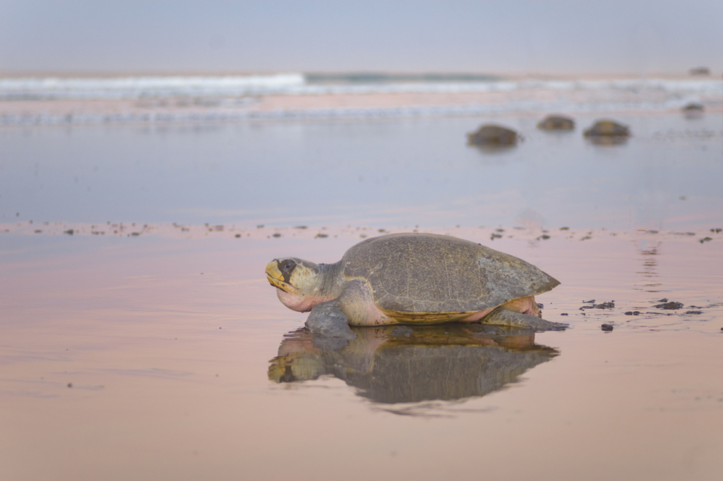 How Sea Level Rise is Dangerous for Turtles - The Happy Turtle Straw