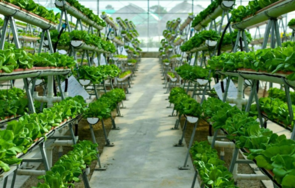 Vertical Farming: A Sustainable Solution for Future Food Production ...
