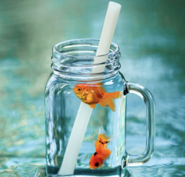 Why Is Marine Life Important? - The Happy Turtle Straw