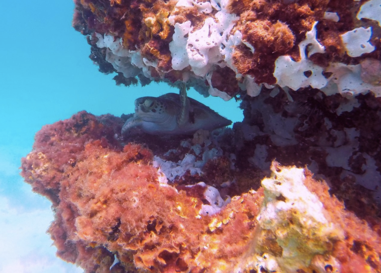 The Relationship Between Sea Turtles and Coral Reefs - The Happy Turtle ...