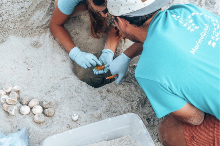 Sea Turtle Conservation: What Is It and Why Is It Important? - The ...