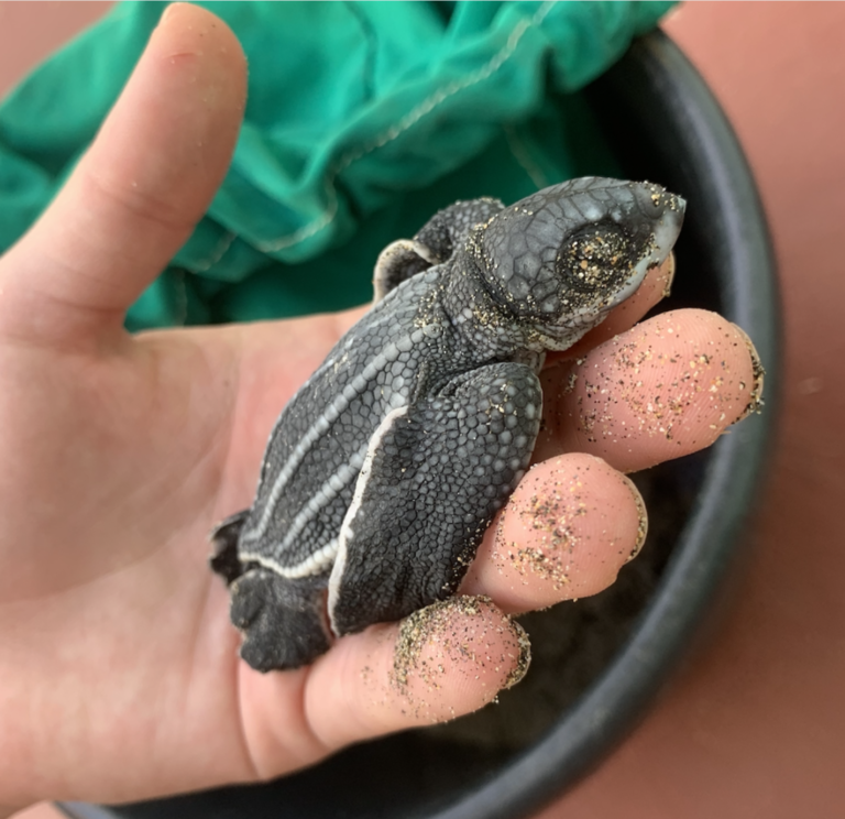 Sea Turtle Conservation: What Is It and Why Is It Important? - The ...