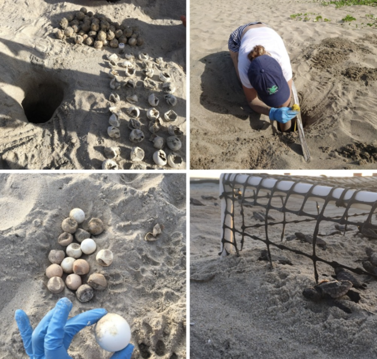 Sea Turtle Conservation: What Is It and Why Is It Important? - The ...