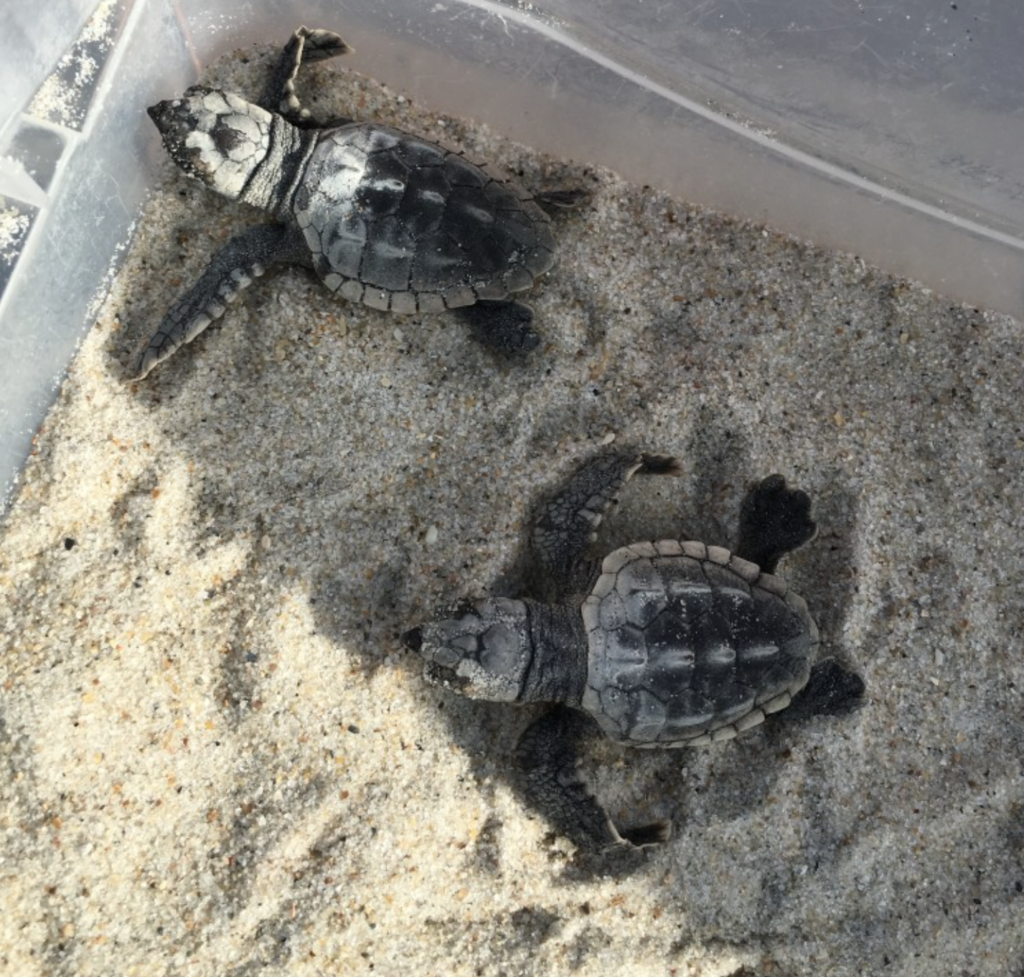 Sea Turtle Conservation: What Is It and Why Is It Important? - The ...