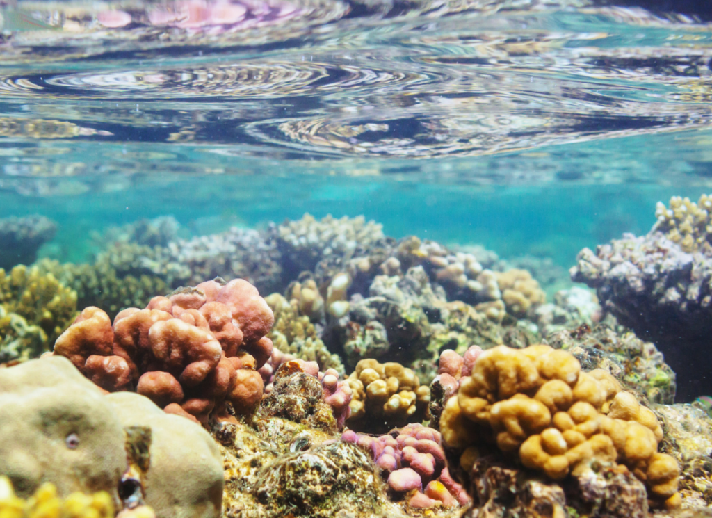 The Vital Importance of Coral Reefs - The Happy Turtle Straw