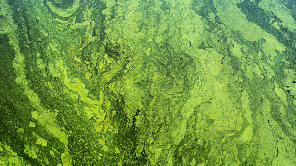 Silent Threat: Toxic Algae's Impact on Human Health in the Atlantic ...