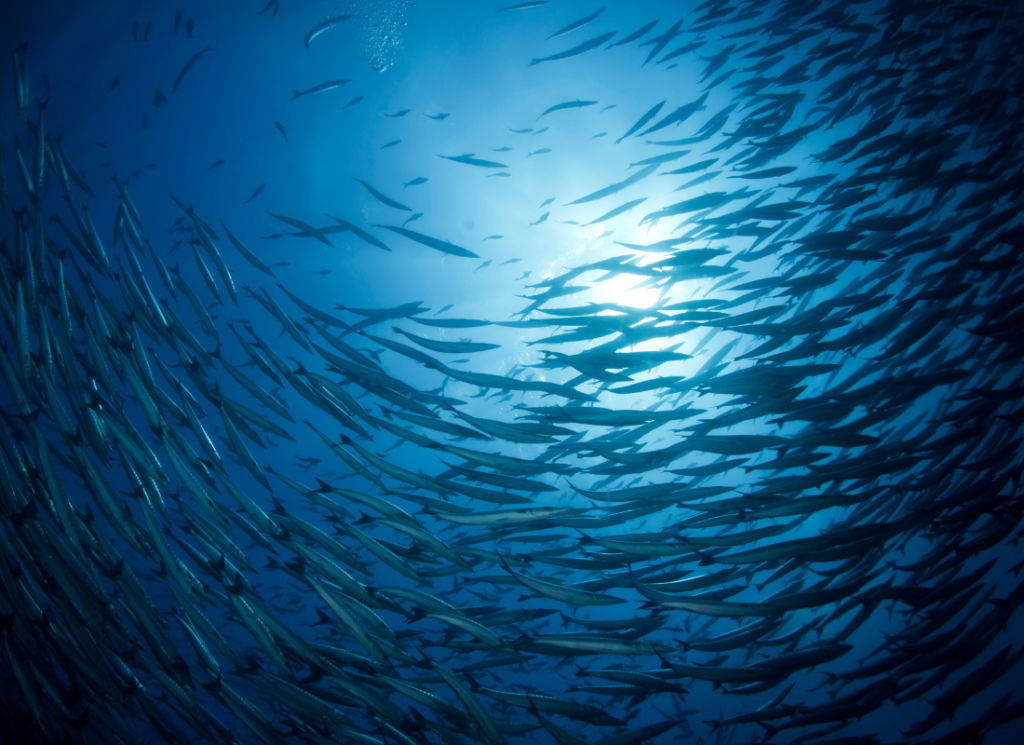 Noise Pollution in the Deep Blue: Human Impact on Marine Acoustics ...