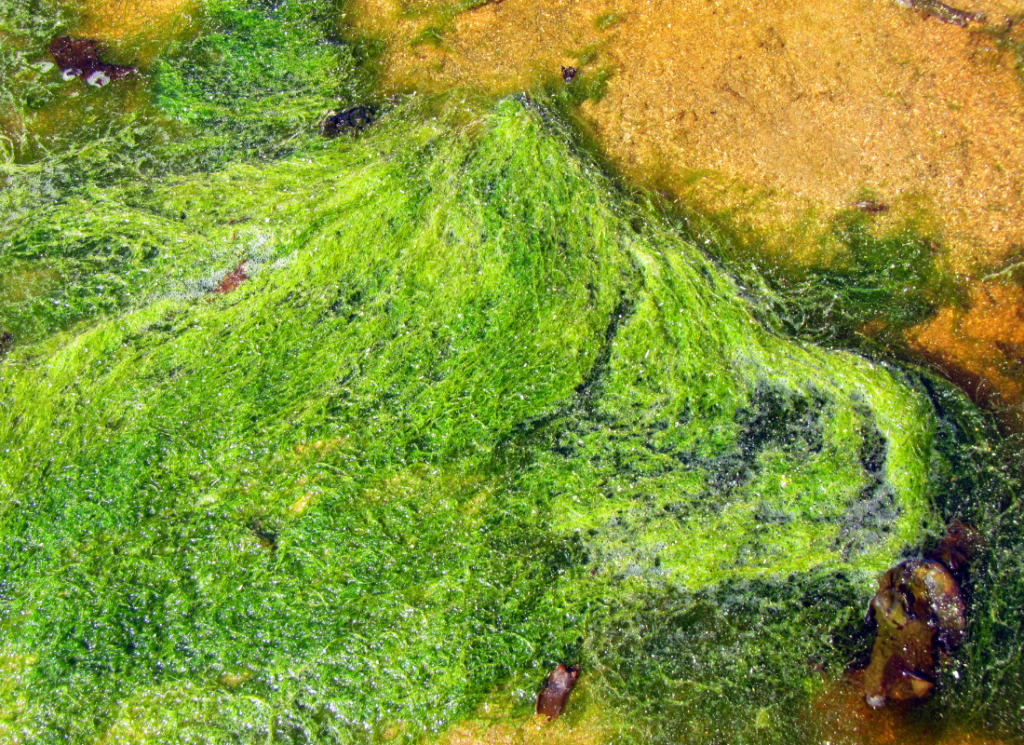 From Land to Sea: Examining the Role of River and Coastal Runoff in ...