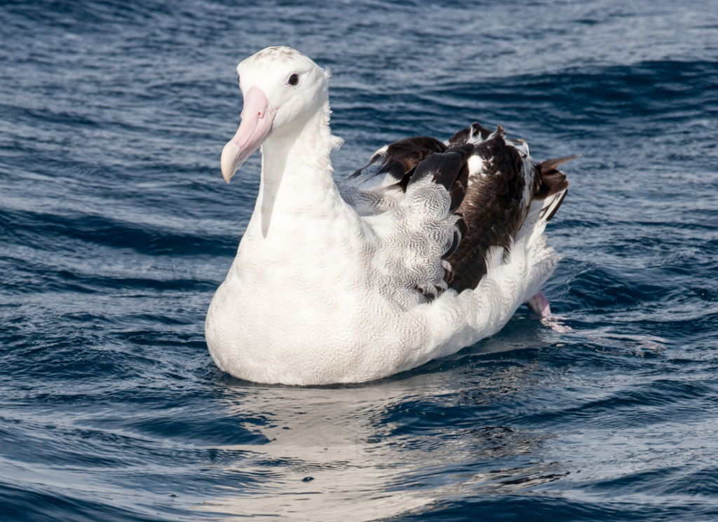 Which type of Marine Animals are the most endangered? - The Happy ...