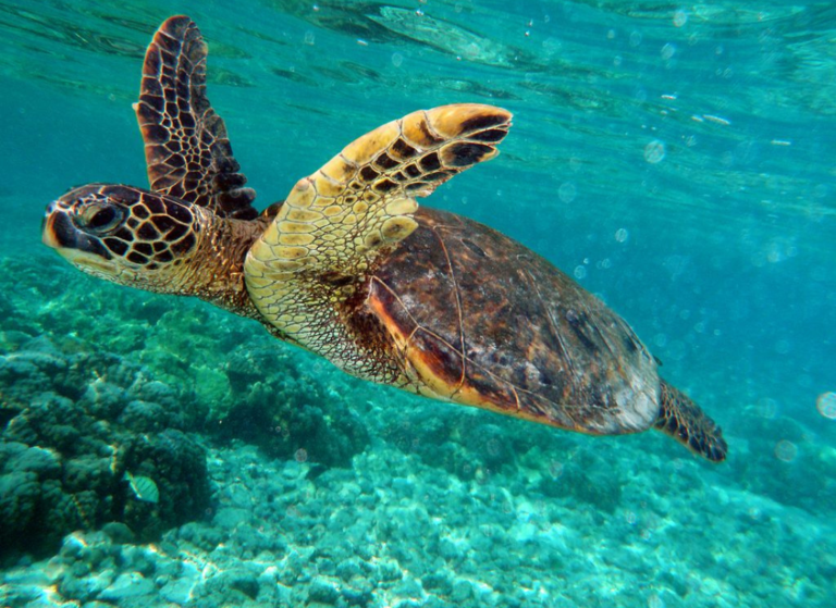 Why sea turtles are attracted to eating plastic? - The Happy Turtle Straw
