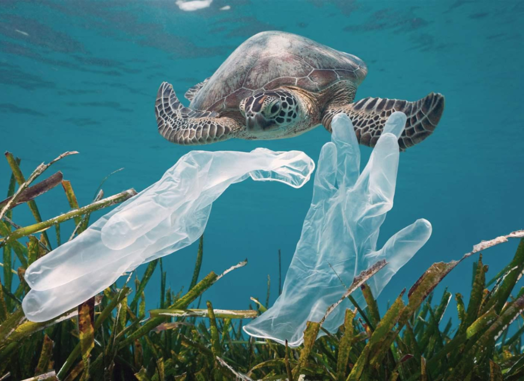 Why sea turtles are attracted to eating plastic? - The Happy Turtle Straw