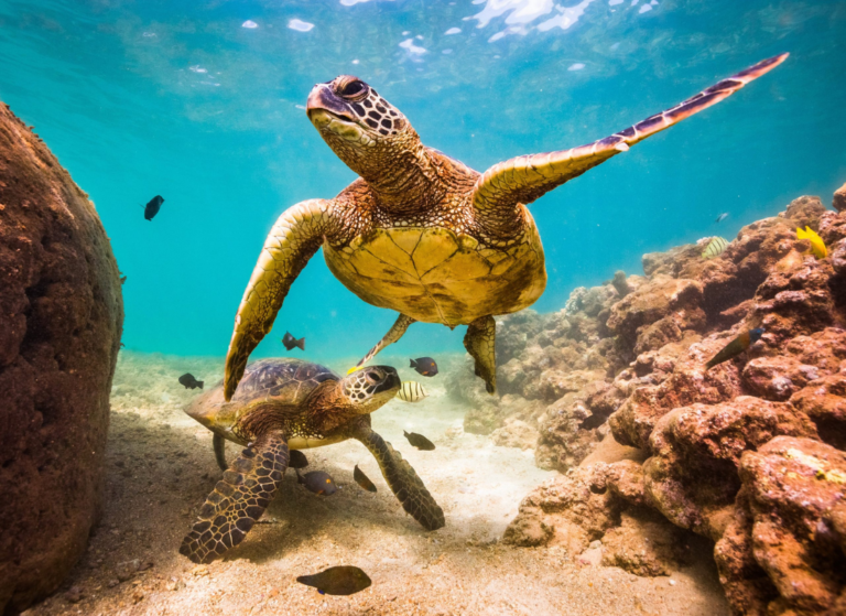 Why turtles are important to ecosystems? - The Happy Turtle Straw