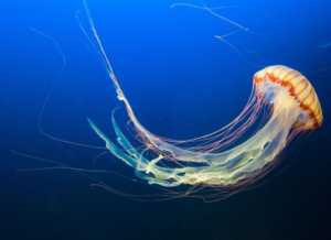 Why sea turtles are attracted to eating plastic? - The Happy Turtle Straw