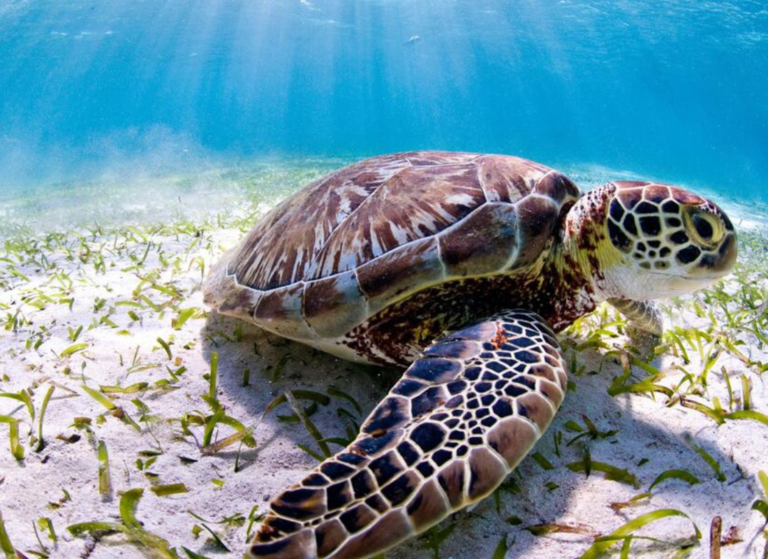 Why turtles are important to ecosystems? - The Happy Turtle Straw