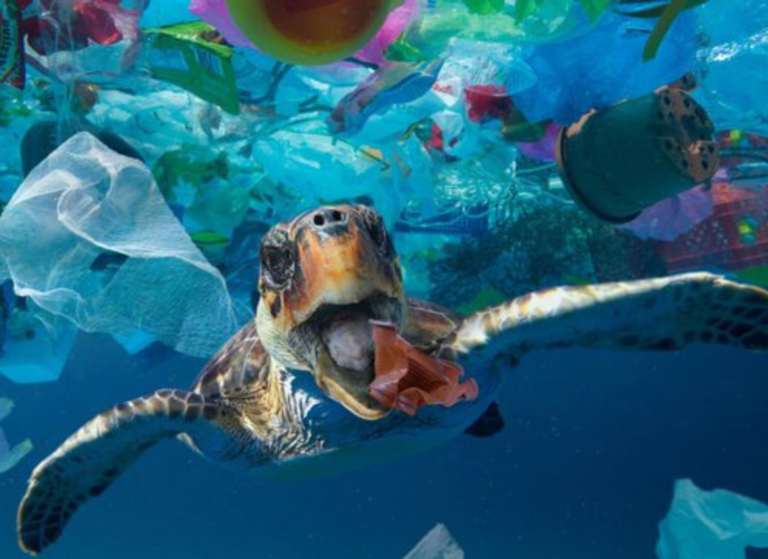 Why sea turtles are attracted to eating plastic? - The Happy Turtle Straw