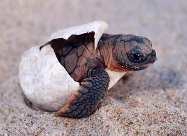 Why turtles are important to ecosystems? - The Happy Turtle Straw