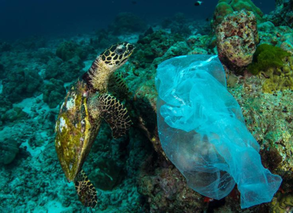 Why sea turtles are attracted to eating plastic? - The Happy Turtle Straw