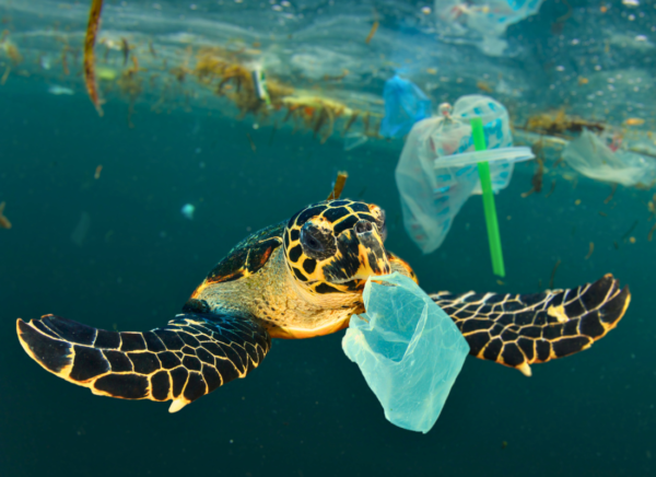 Why sea turtles are attracted to eating plastic? - The Happy Turtle Straw