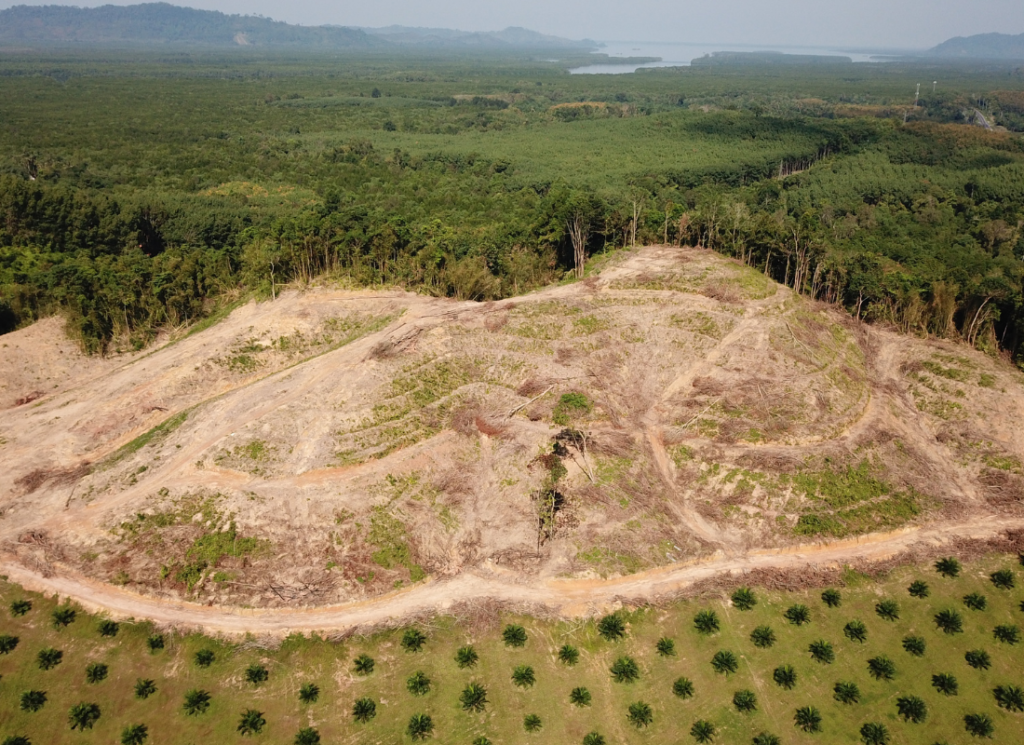 What is the Impact of Palm Oil Production on the Environment? - The ...
