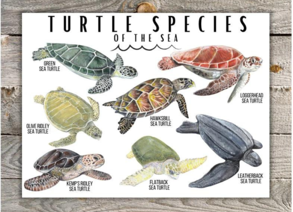 What are the characteristics of sea turtles? - The Happy Turtle Straw