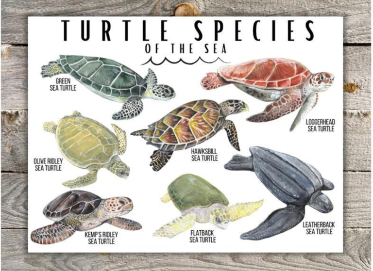 What are the characteristics of sea turtles? - The Happy Turtle Straw