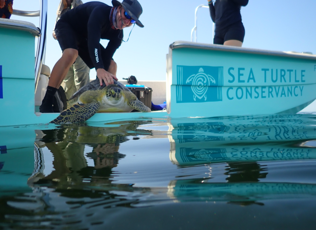 Educational Programs and Awareness Campaigns for Sea Turtles - The ...