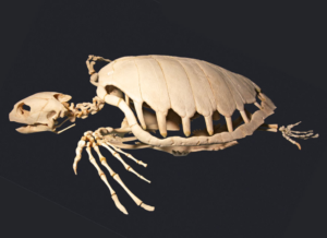 Sea Turtle Anatomy and Adaptations - The Happy Turtle Straw