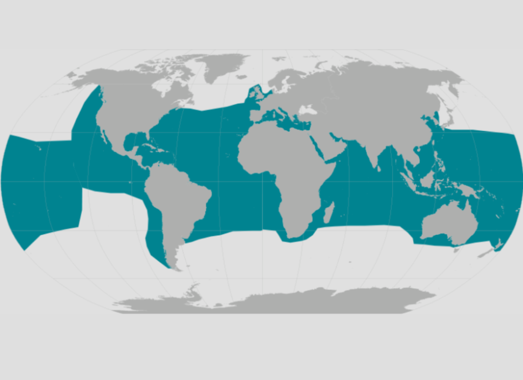 What are the characteristics of sea turtles? - The Happy Turtle Straw