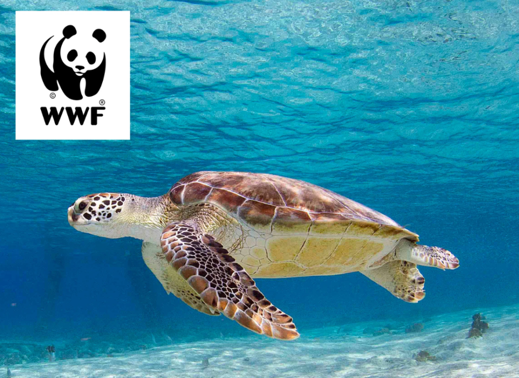 Educational Programs and Awareness Campaigns for Sea Turtles - The ...