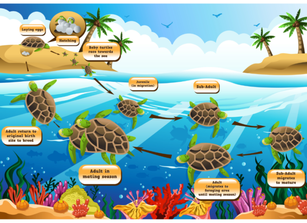 What are the characteristics of sea turtles? - The Happy Turtle Straw