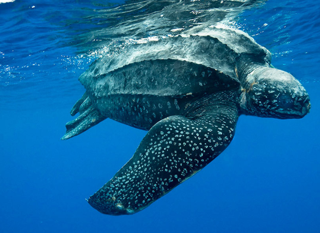 Sea Turtle Migration Patterns: Navigating the Ocean's Vastness - The ...
