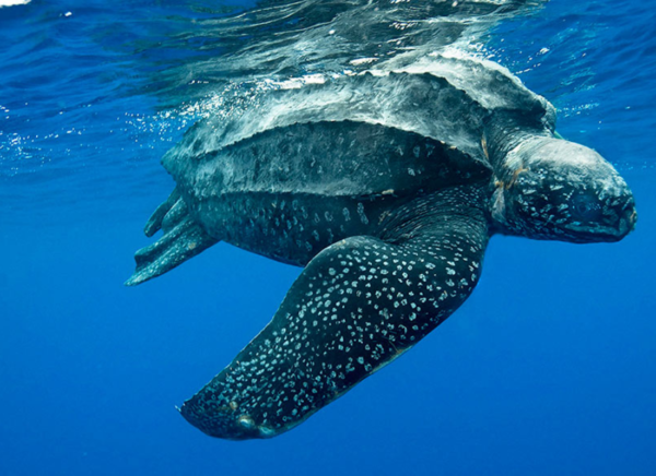 Sea Turtle Migration Patterns: Navigating the Ocean's Vastness - The ...