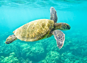 Sea Turtle Migration Patterns: Navigating the Ocean's Vastness - The ...
