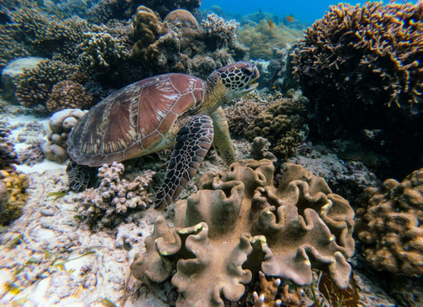 What are the characteristics of sea turtles? - The Happy Turtle Straw