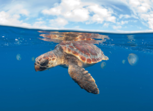 Sea Turtle Migration Patterns: Navigating the Ocean's Vastness - The ...