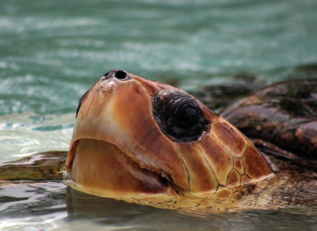 Sea Turtle Anatomy and Adaptations - The Happy Turtle Straw