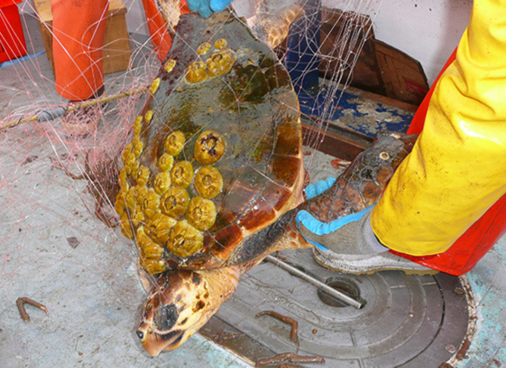 What are the characteristics of sea turtles? - The Happy Turtle Straw