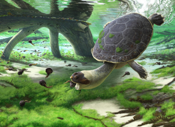 Sea Turtle Anatomy and Adaptations - The Happy Turtle Straw