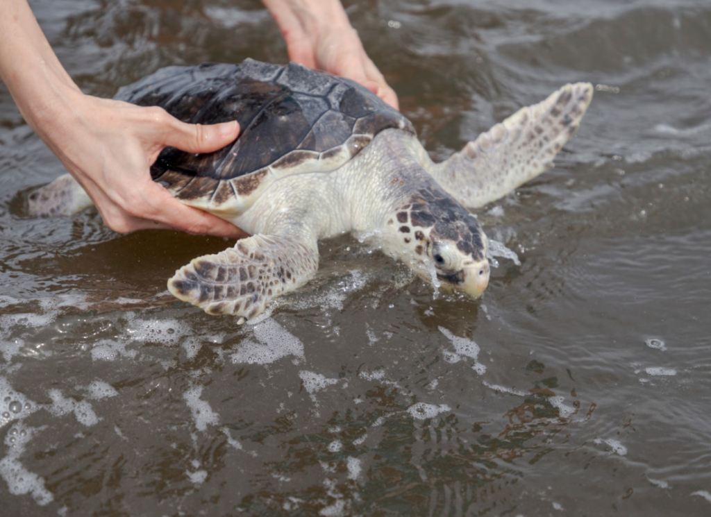 Sea Turtle Migration Patterns: Navigating the Ocean's Vastness - The ...