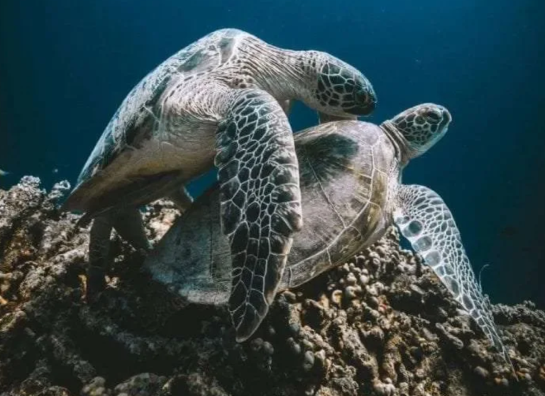 Sea Turtle Anatomy and Adaptations - The Happy Turtle Straw