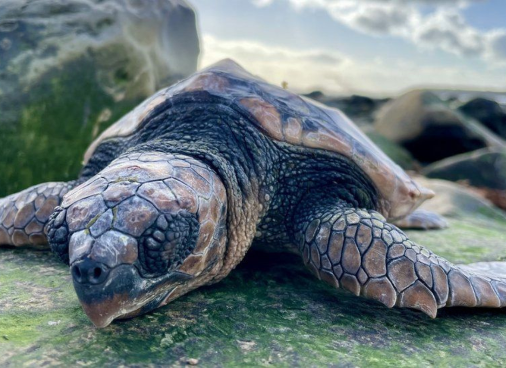 What does a turtle symbolize? - The Happy Turtle Straw